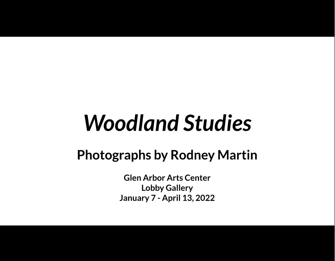 Woodland Studies – Photography by Rodney Martin