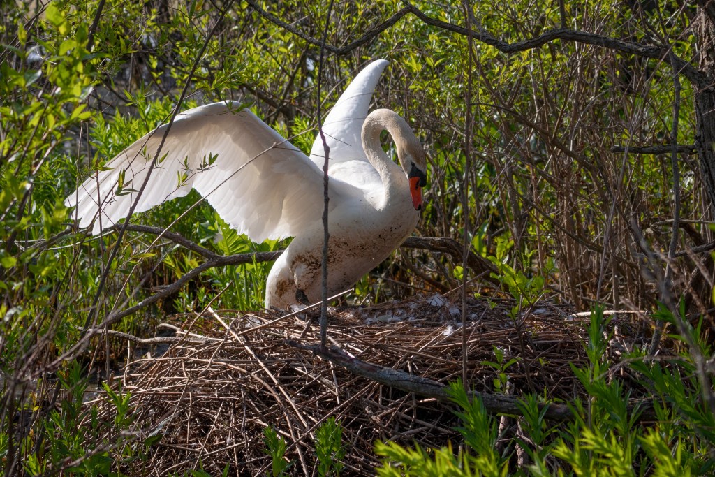 The Swan Vigil – Photography by Rodney Martin